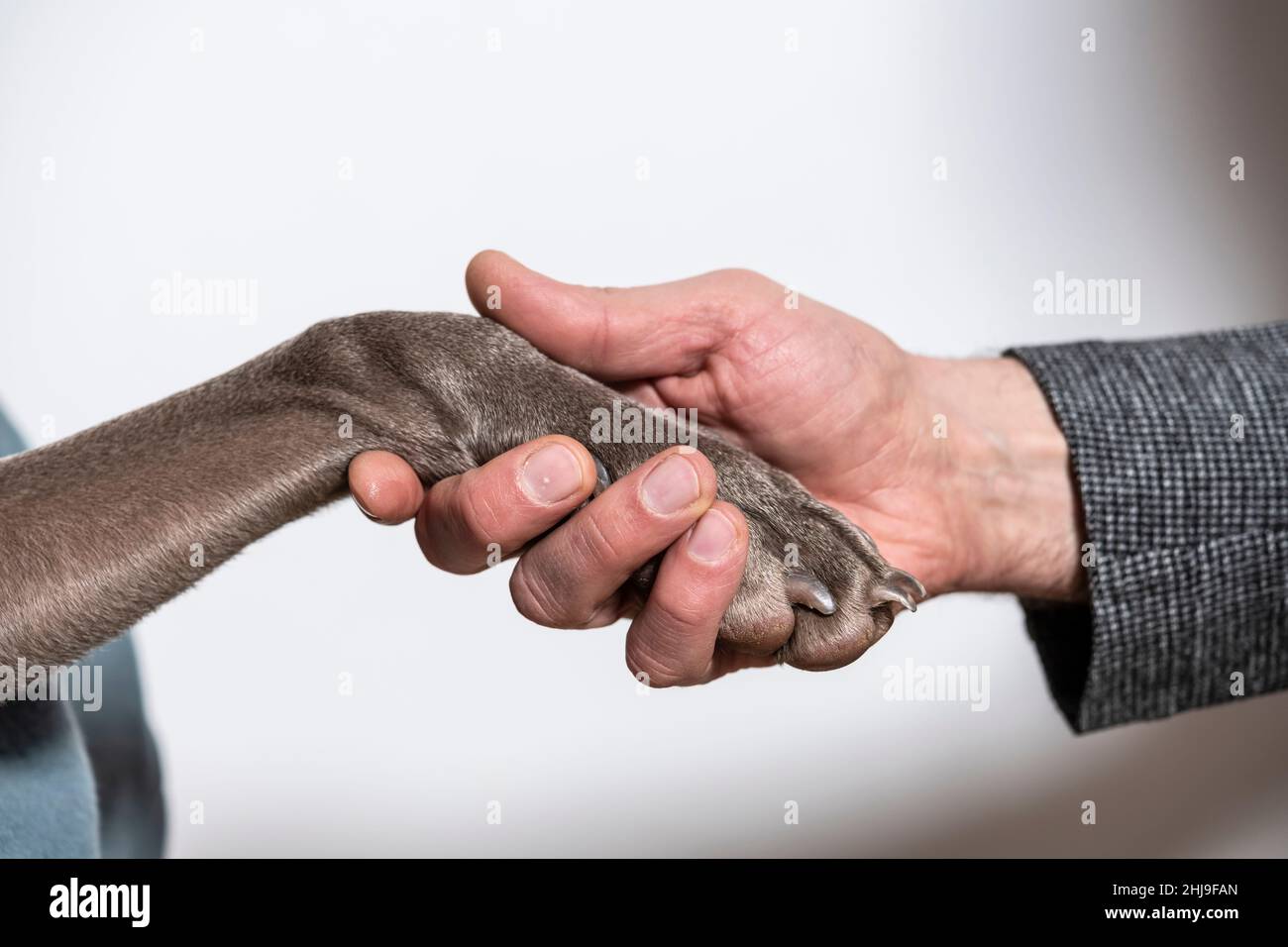 A man holding his dog's paw in his hand. Friendship concept Stock Photo ...