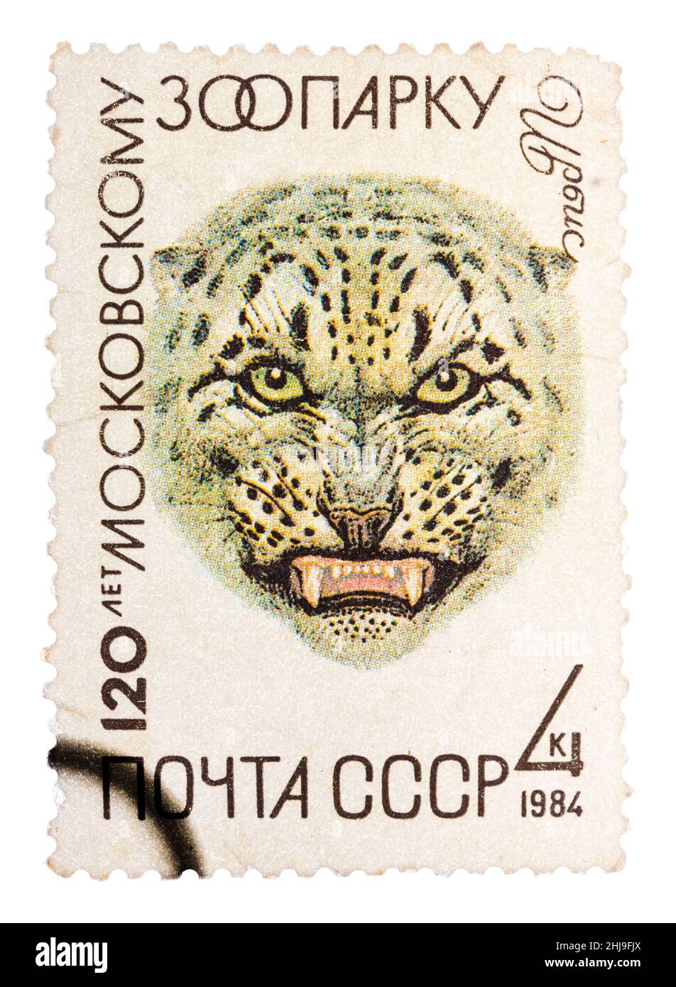 Stamp printed in Russia, shows Snow leopard in Moscow Zoo, 120th ...