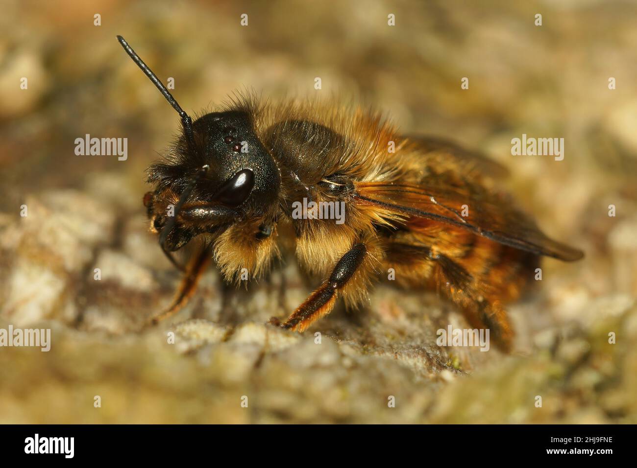 Closeup on a female Red mason bee, Osmia rufa sitting on the ground ...