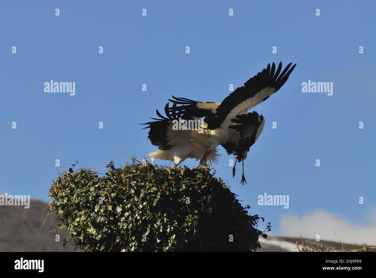 Stork fight for a nest Stock Photo - Alamy