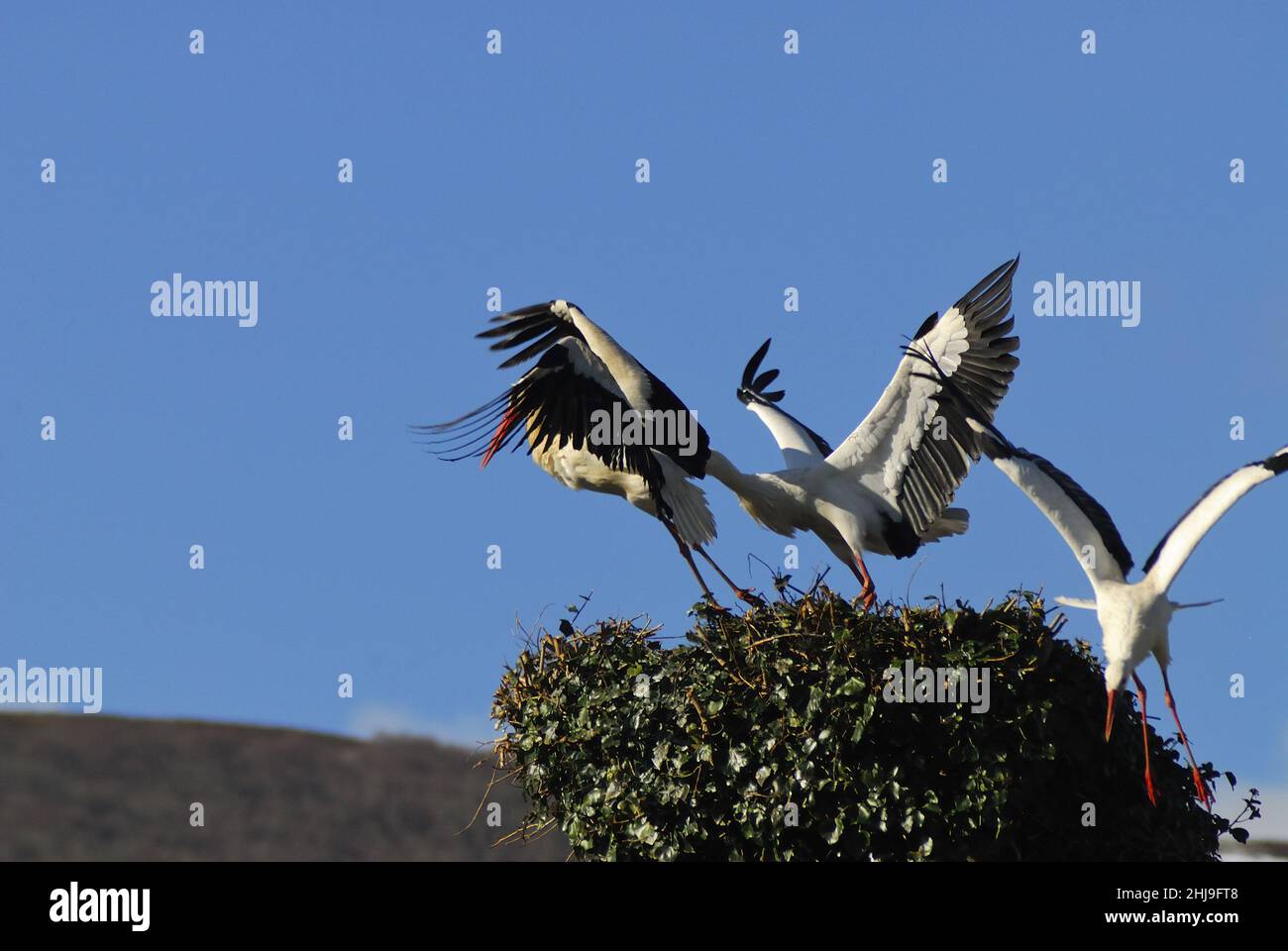 Stork fight for a nest Stock Photo - Alamy