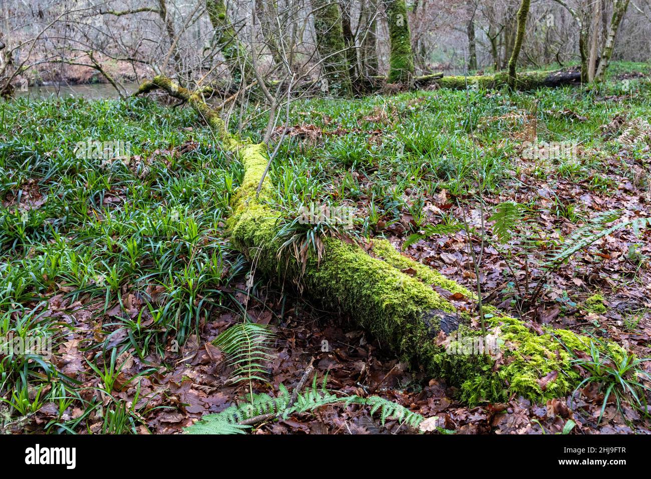 Fallen tree covered with moss in the forest Stock Photo - Alamy