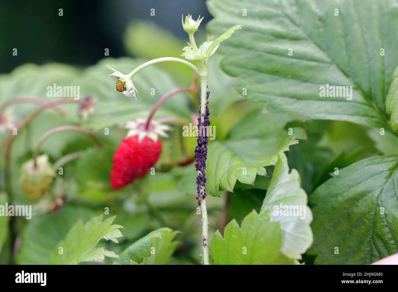 Pest damage on strawberries hi-res stock photography and images - Alamy