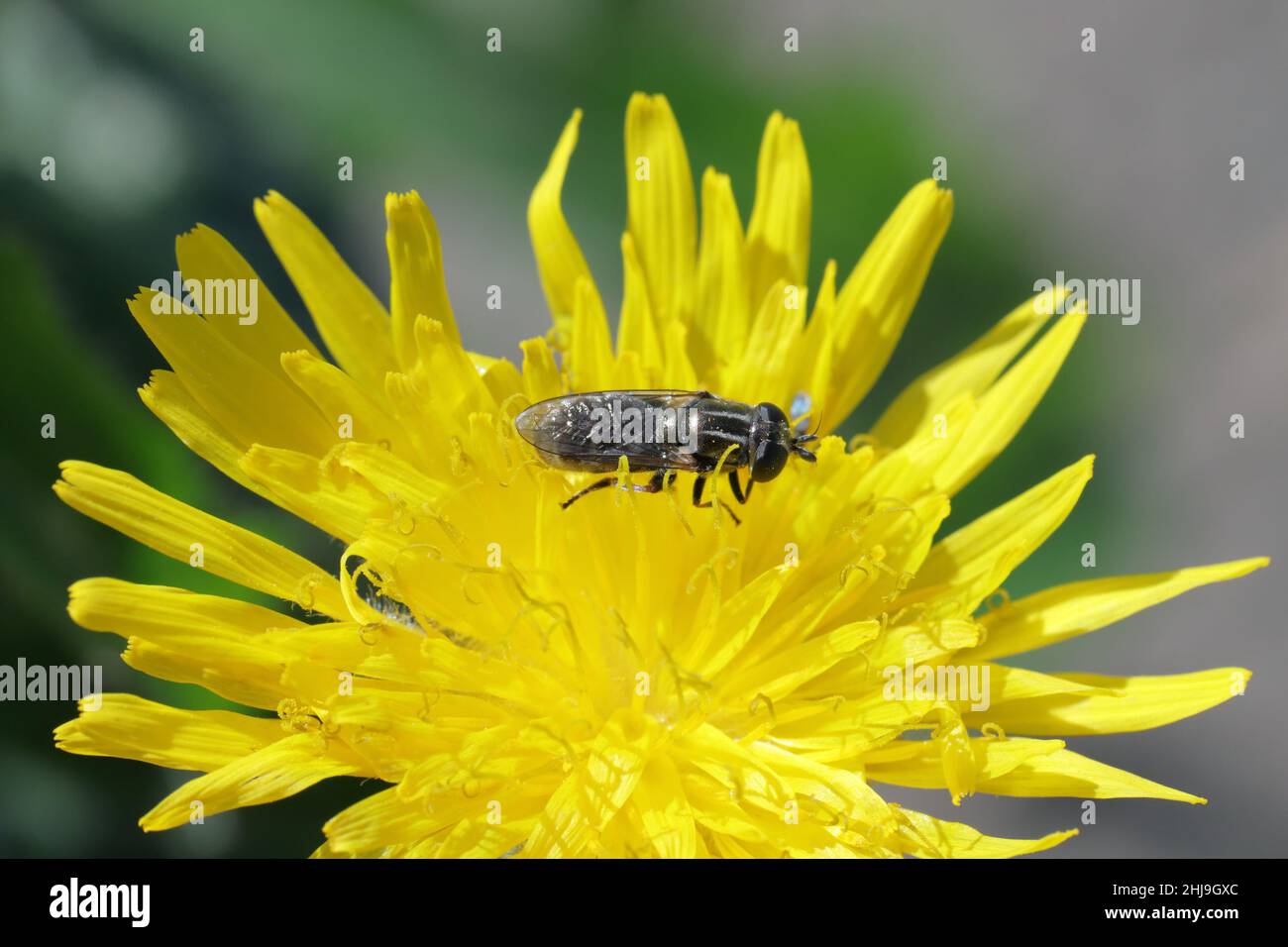 Adult fly of Eumerus strigatus or lesser bulb fly. It is a species of ...