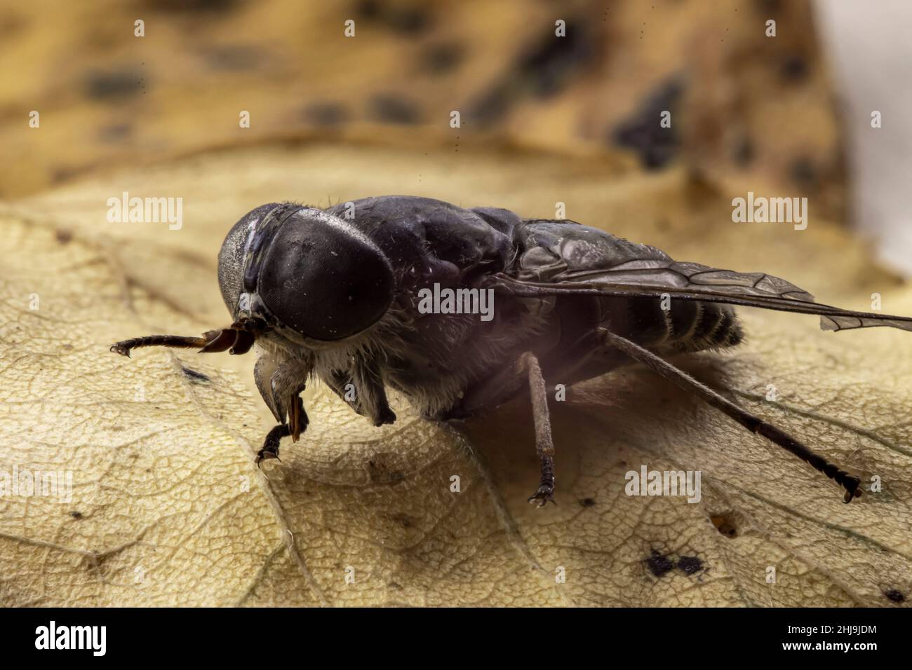 Horsefly on a horse hi-res stock photography and images - Alamy