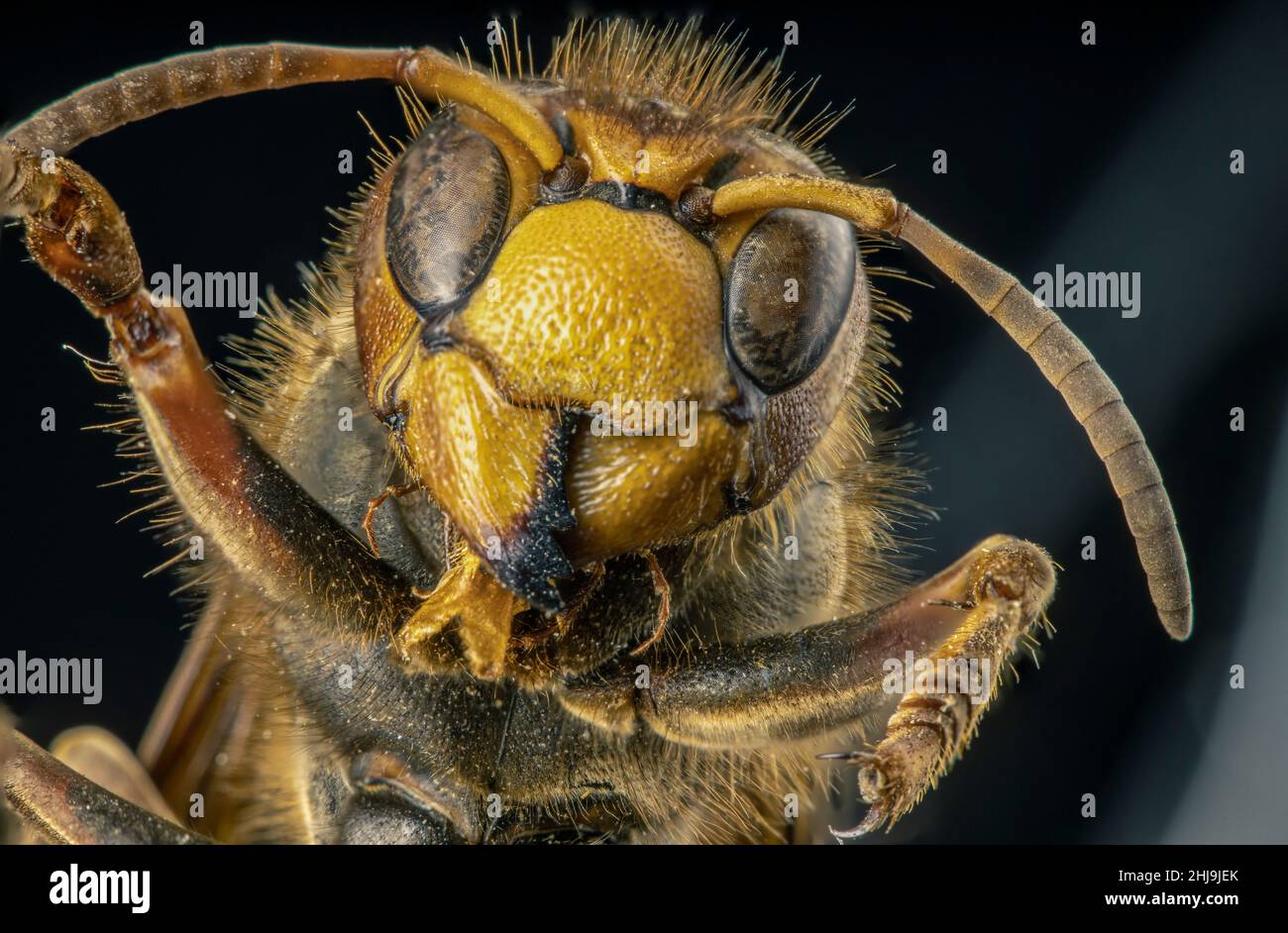 Microscopic shots hi-res stock photography and images - Alamy