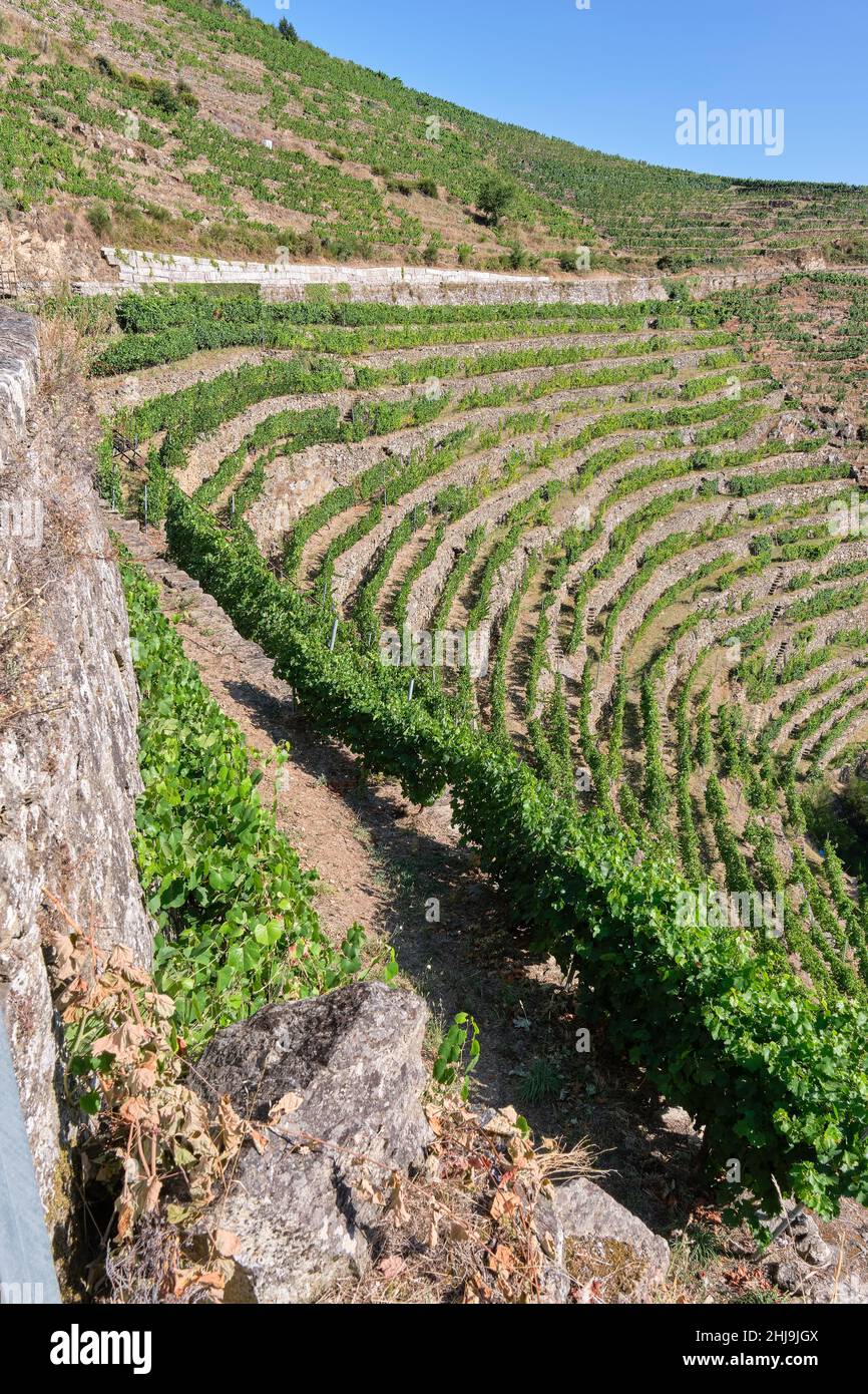Terraced vineyards in the Ribeira Sacra in the Sil river canyon Stock ...