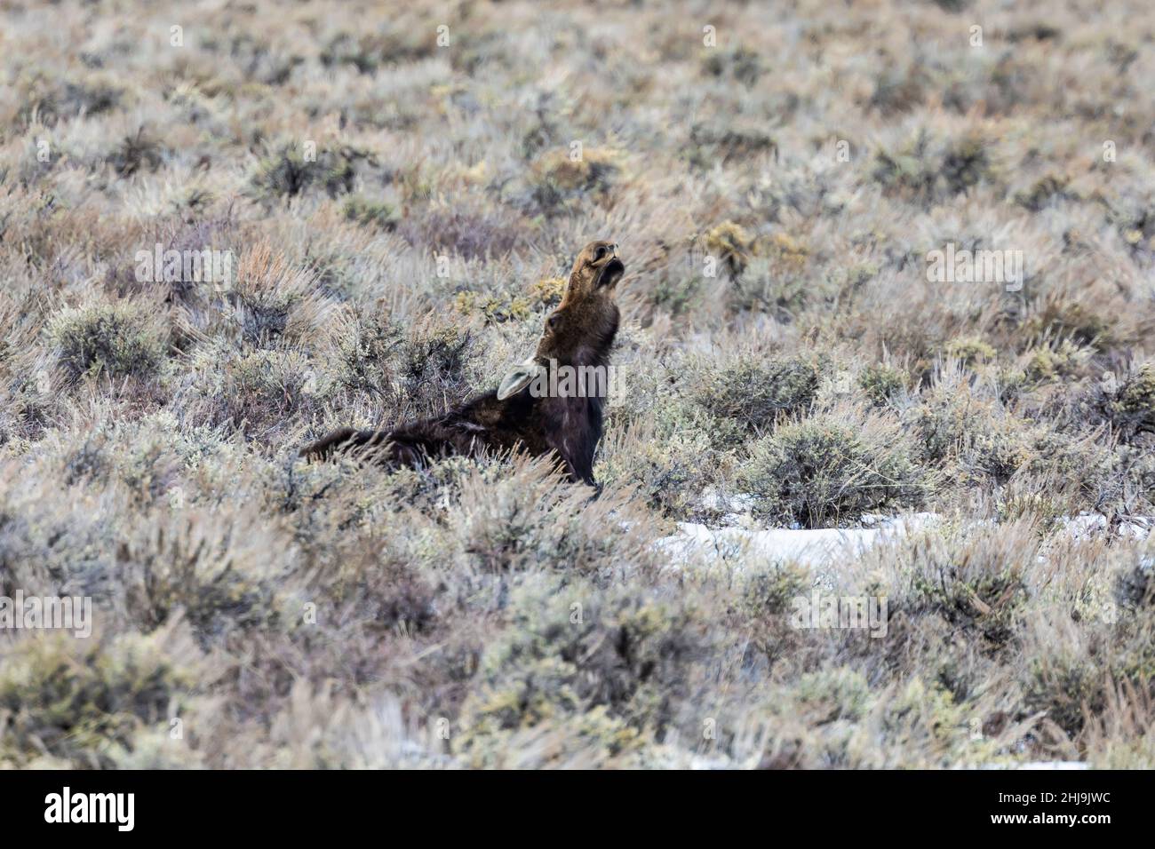 Moose, Alces alces, chewing its cud in Grand Teton National Park ...