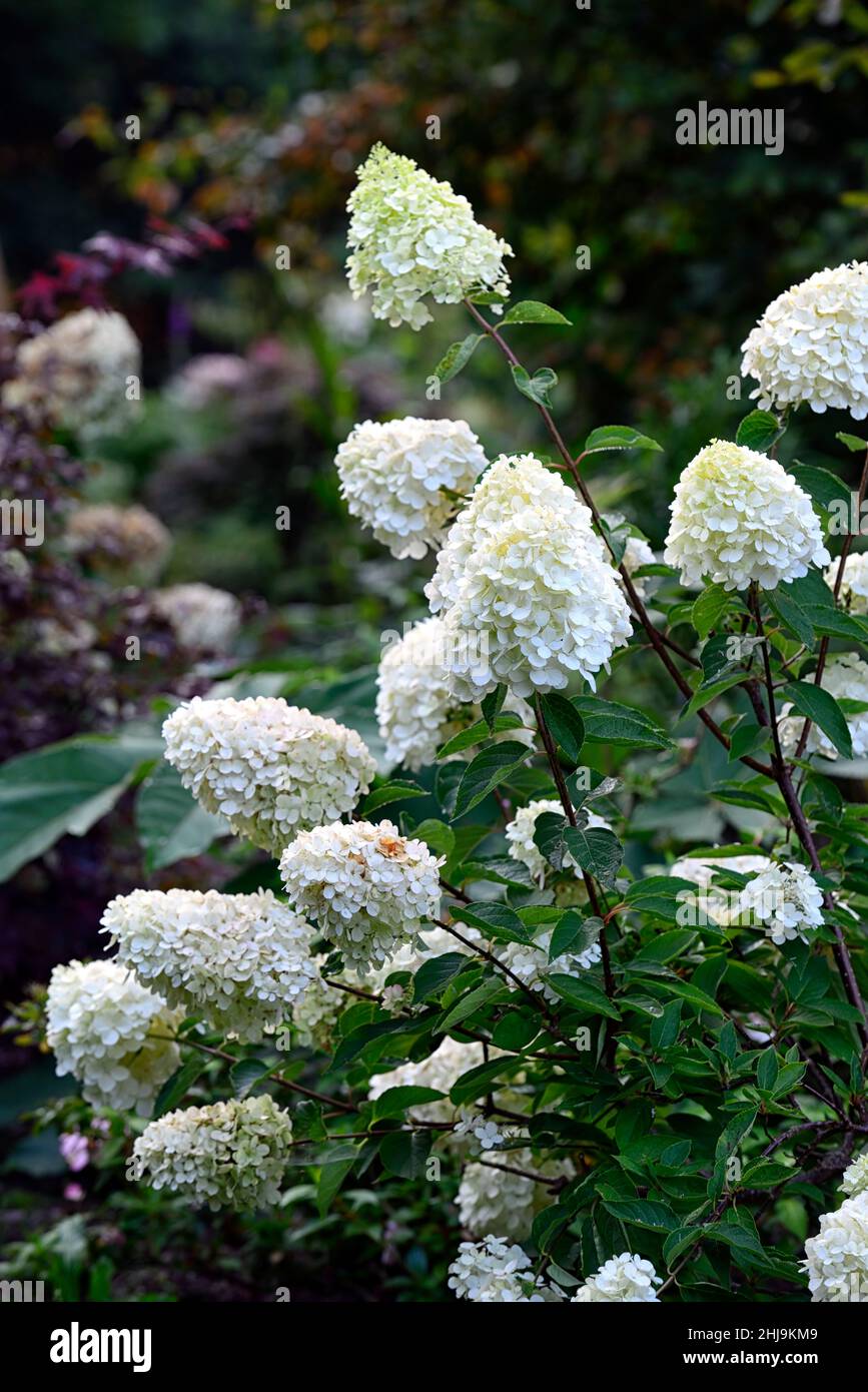 Hydrangea paniculata Polar Bear,white panicle,white,flower,flowers ...