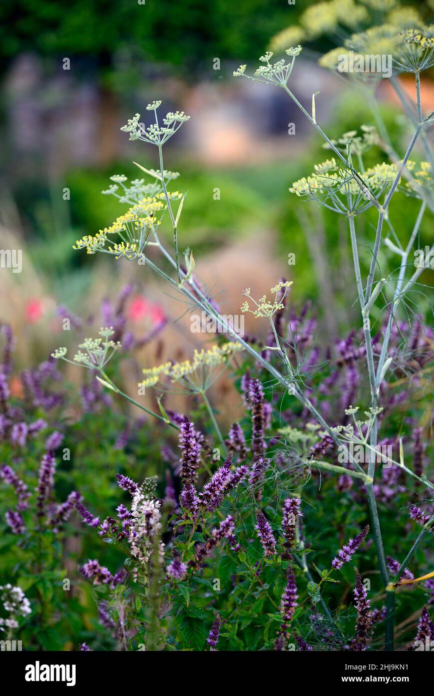 foeniculum vulgare purpureum,purple fennel,bronze fennel,agastache ...