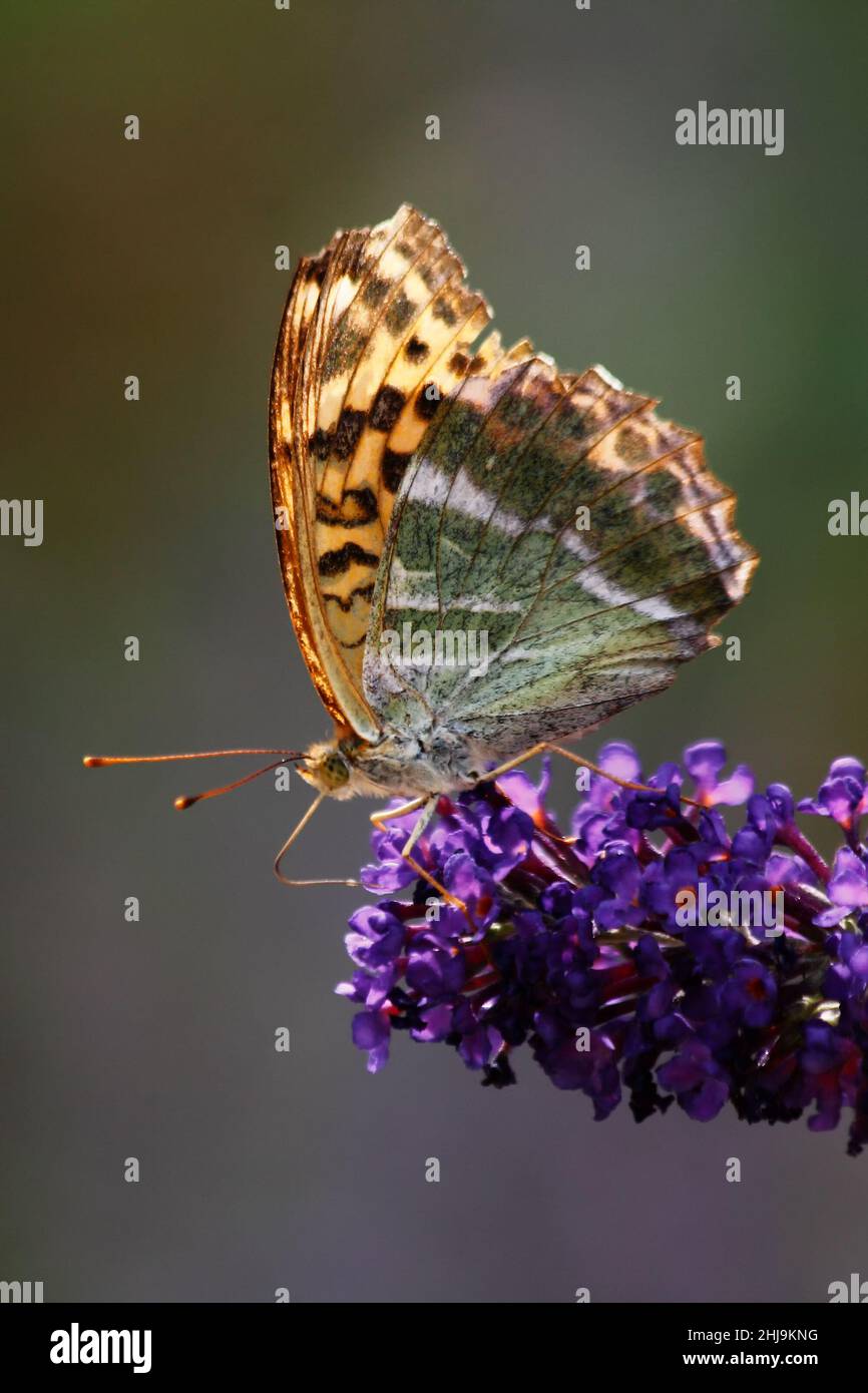 butterfly Vanessa cardui Stock Photo - Alamy