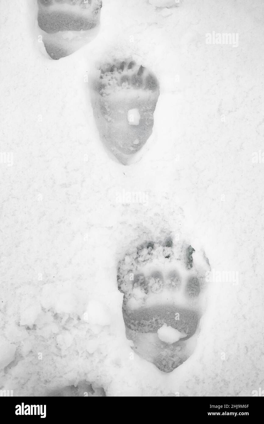 Brown Bear Tracks In Snow