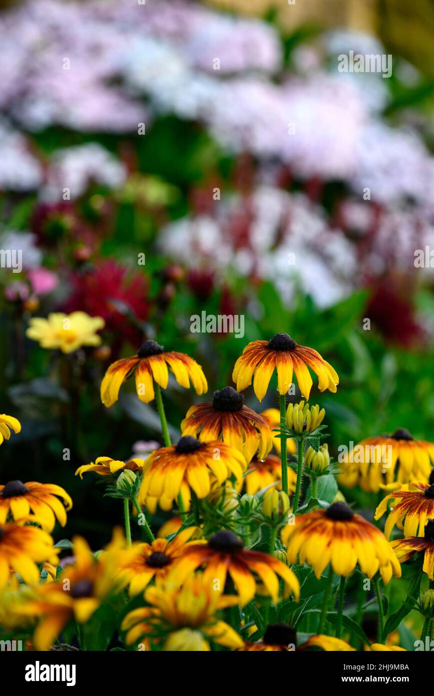 Rudbeckia hirta,bronze and yellow flowers,yellow planting scheme ...