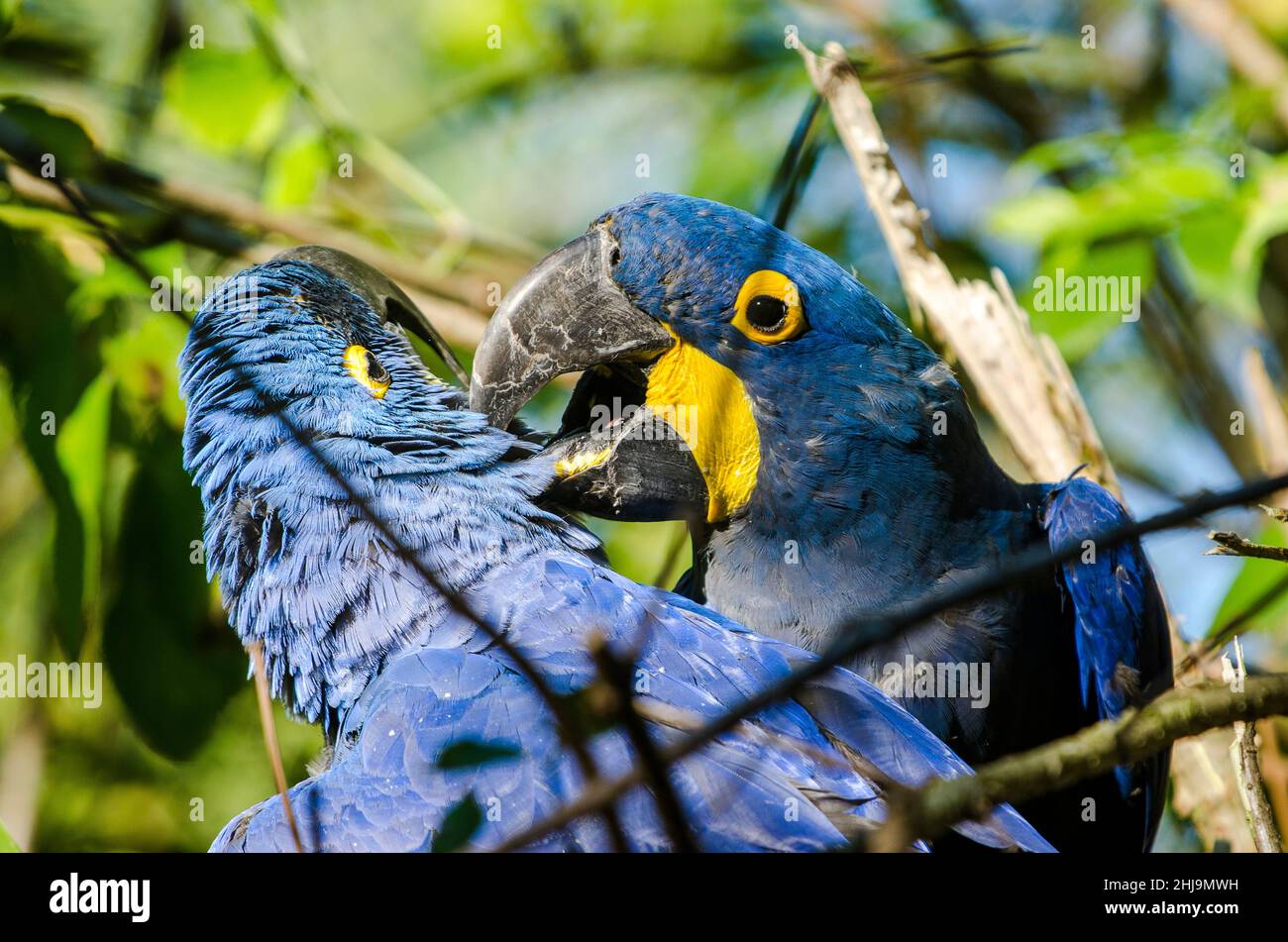 Hyacinth macaw (Anodorhynchus hyacinthinus), couple hugging each other ...