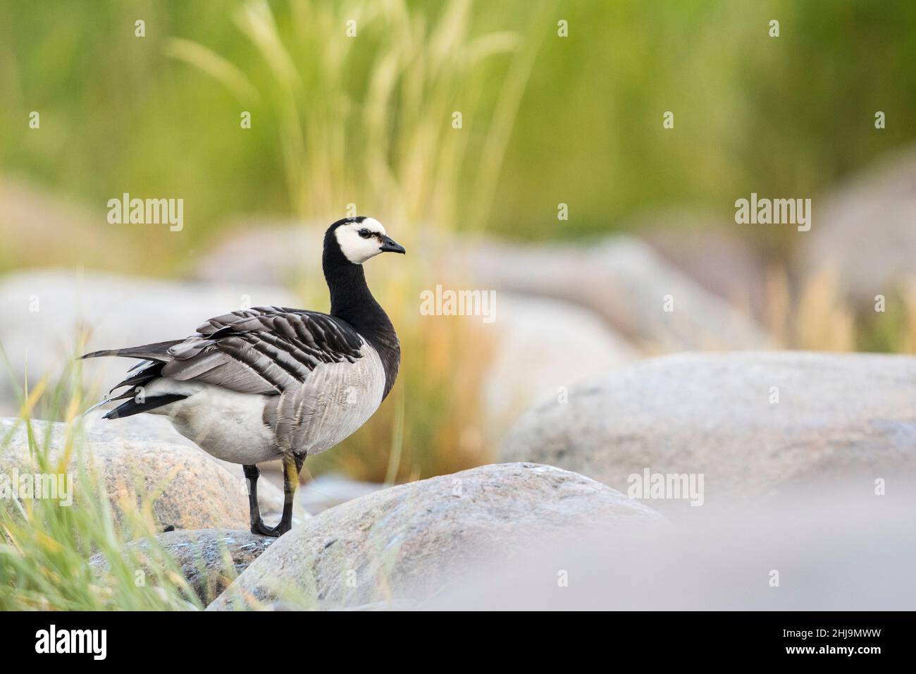 Barnacle goose (Branta leucopsis Stock Photo - Alamy