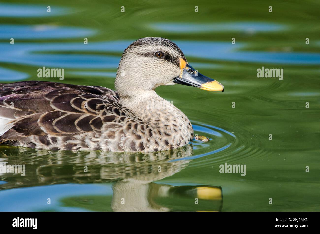 Indian spot-billed duck (Anas poecilorhyncha Stock Photo - Alamy