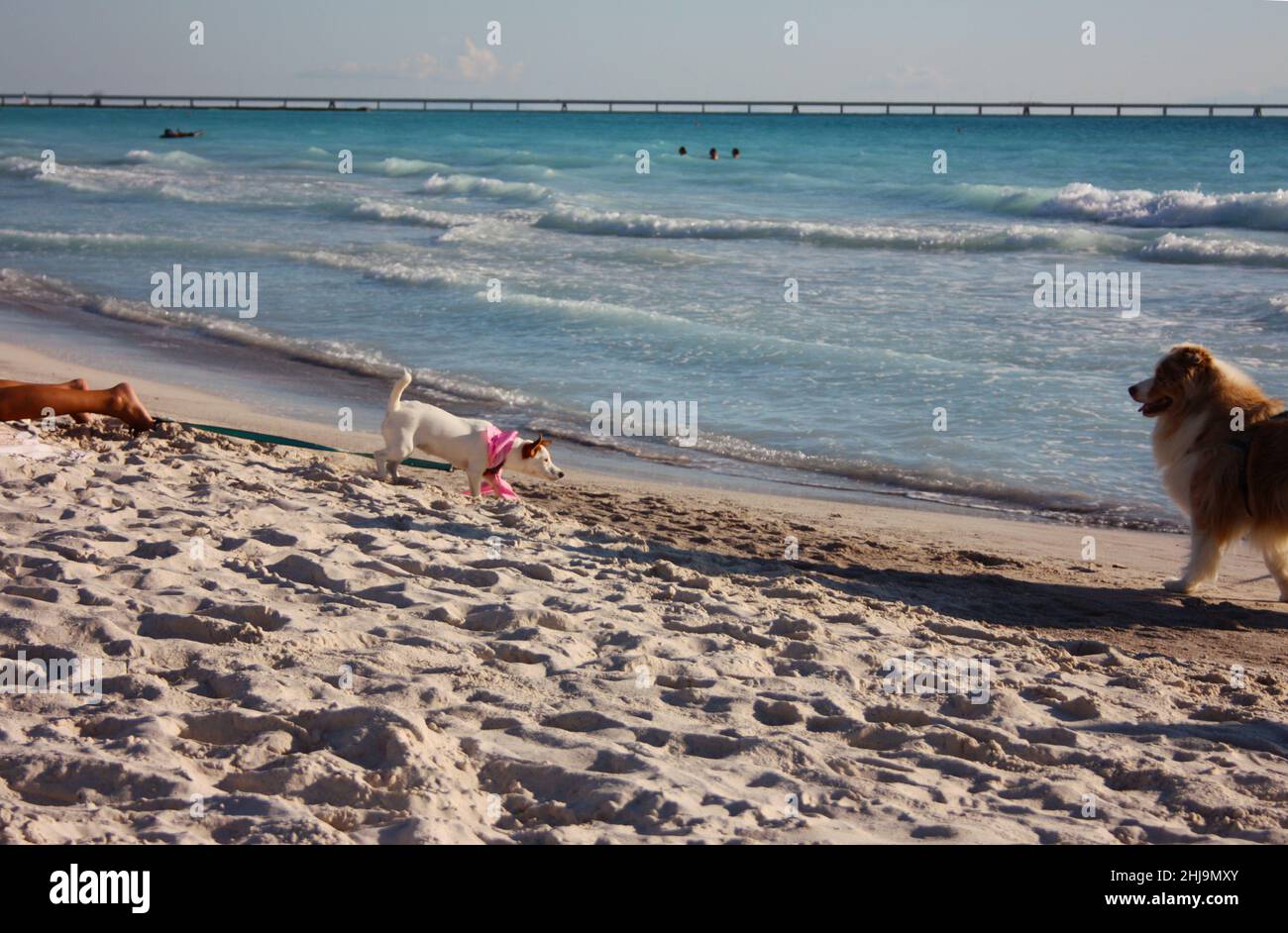 happy dogs run around on vacation on the beach by the sea at sunset in ...