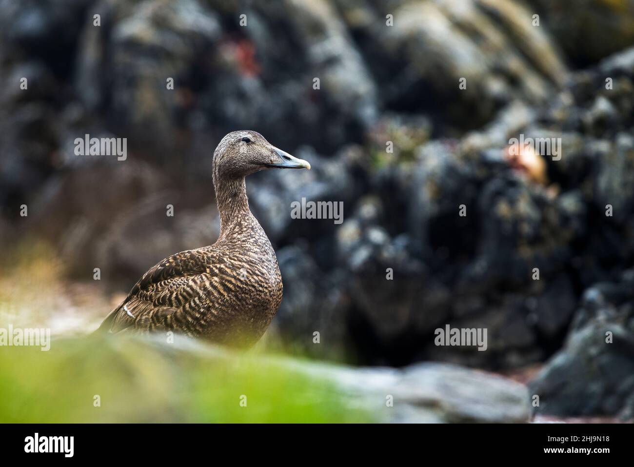 Common eider (Somateria mollissima), female Stock Photo - Alamy