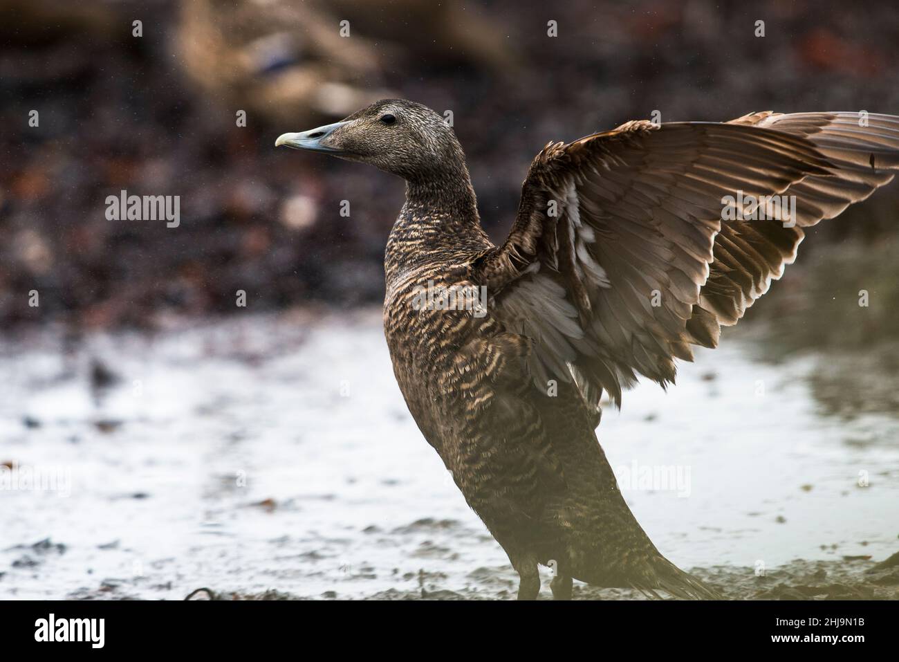 Common eider (Somateria mollissima), female Stock Photo - Alamy