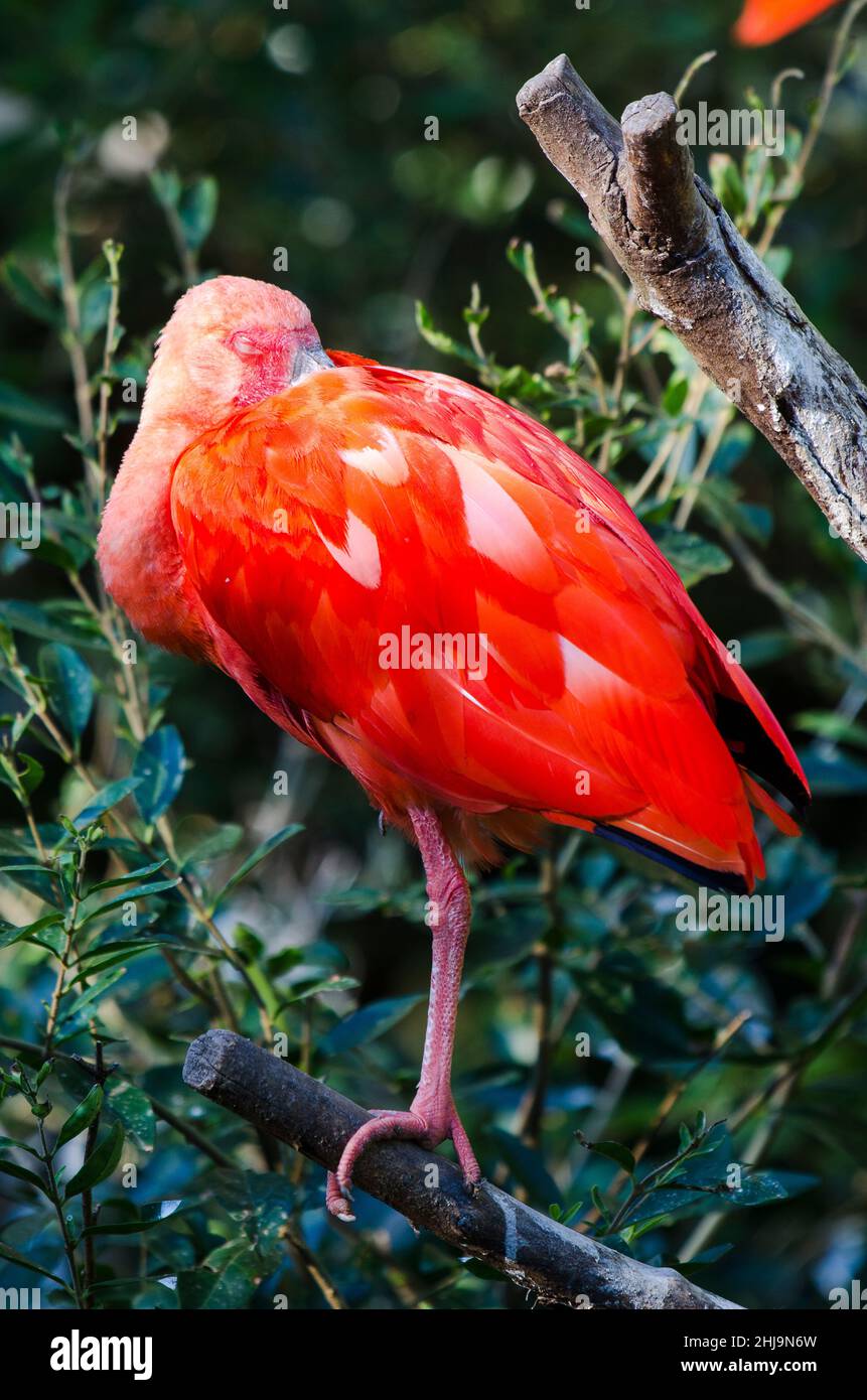 Scarlet ibis (Eudocimus ruber Stock Photo - Alamy