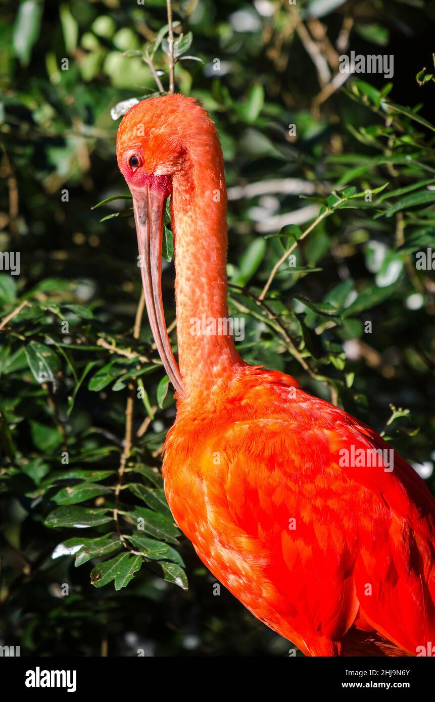 Scarlet ibis (Eudocimus ruber Stock Photo - Alamy