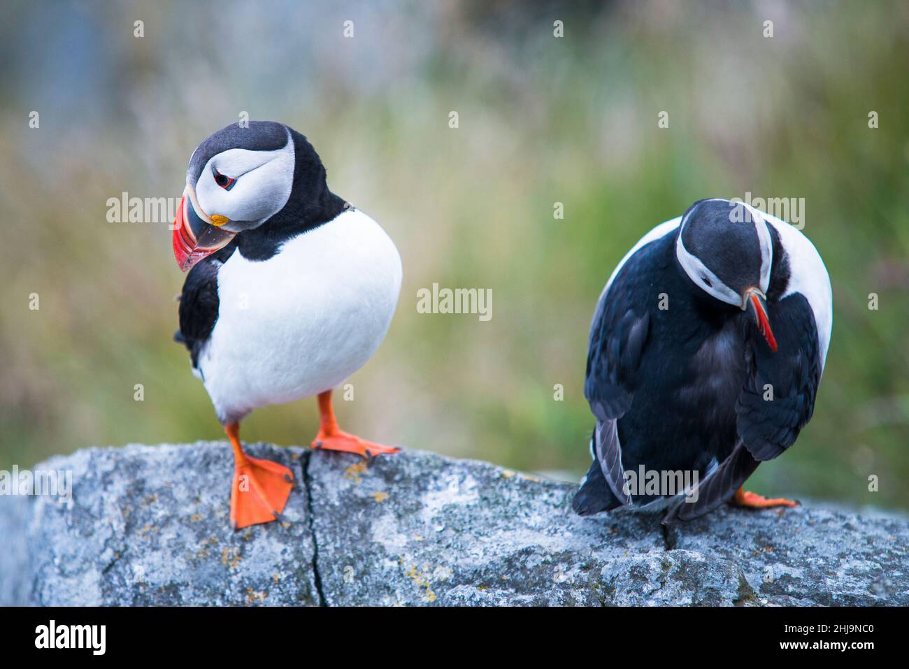 Atlantic puffin (Fratercula arctica), also known as the common puffin ...