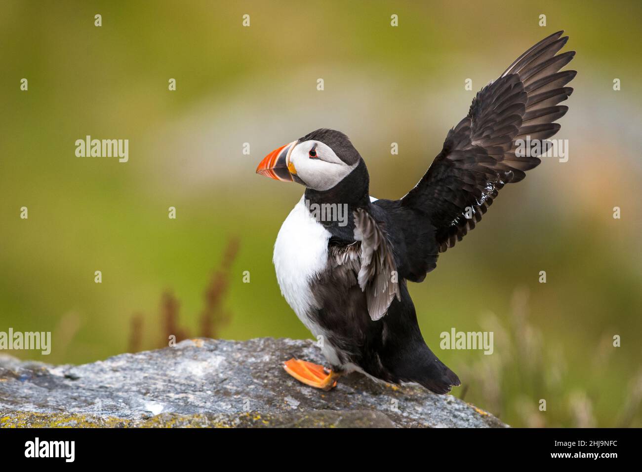 Atlantic puffin (Fratercula arctica), also known as the common puffin ...
