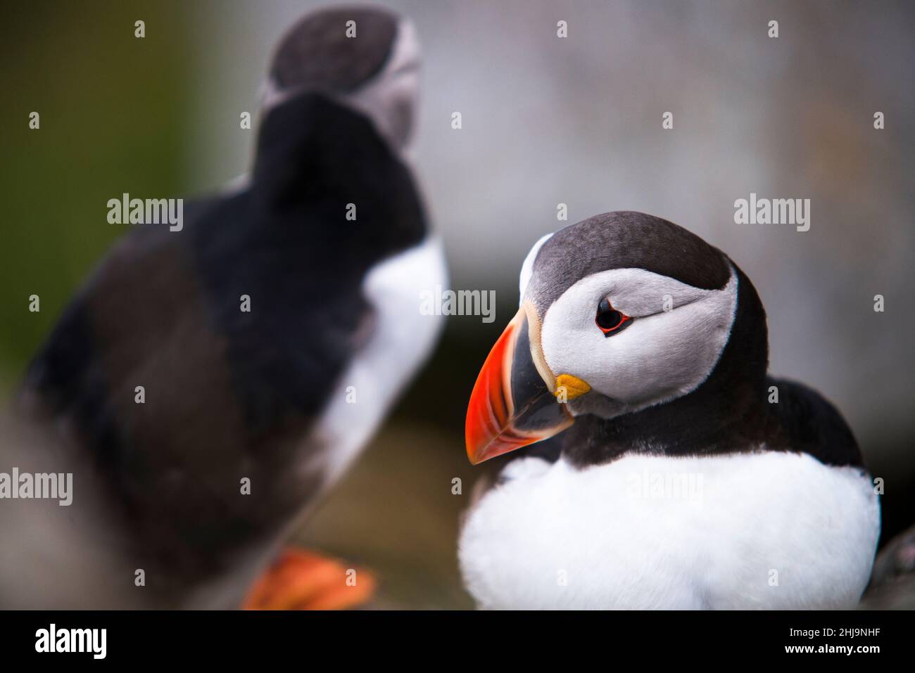 Atlantic puffin (Fratercula arctica), also known as the common puffin ...