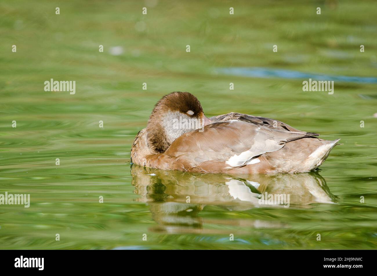 Netta rufina female hi-res stock photography and images - Alamy