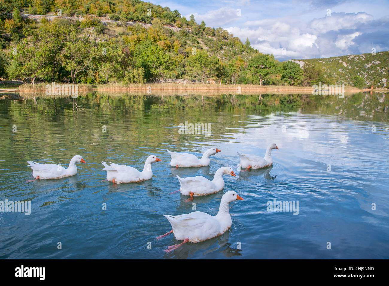 Domestic goose (Anser anser domesticus), in a group in a river Stock ...