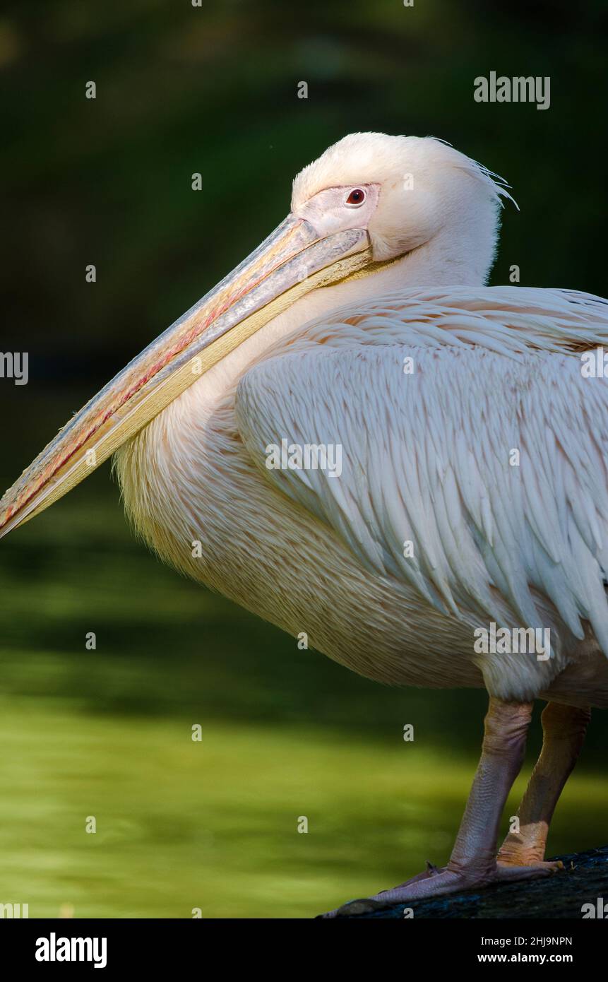 Great white pelican (Pelecanus onocrotalus), portrait Stock Photo - Alamy