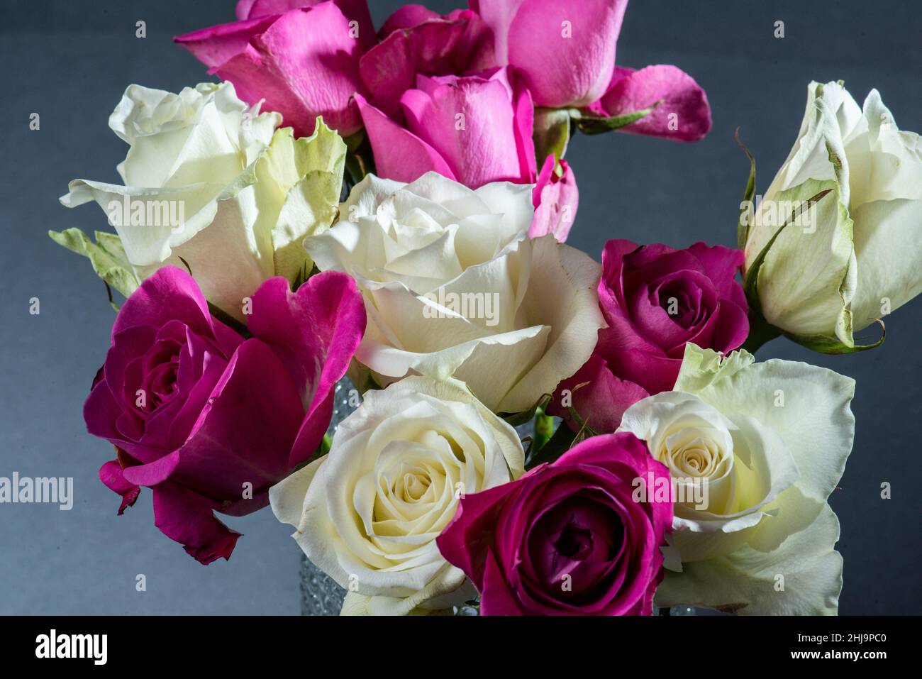 Magenta and white roses hi-res stock photography and images - Alamy