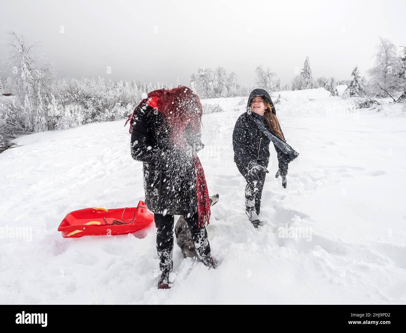 Two girls, sisters, play with a corgi dog on a snowy field in the mountains. Youth, joy and ...