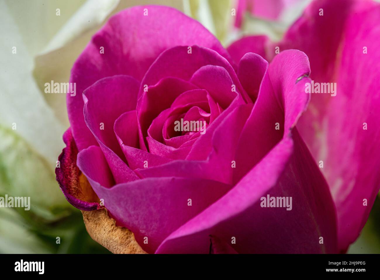 Magenta and white roses hi-res stock photography and images - Alamy