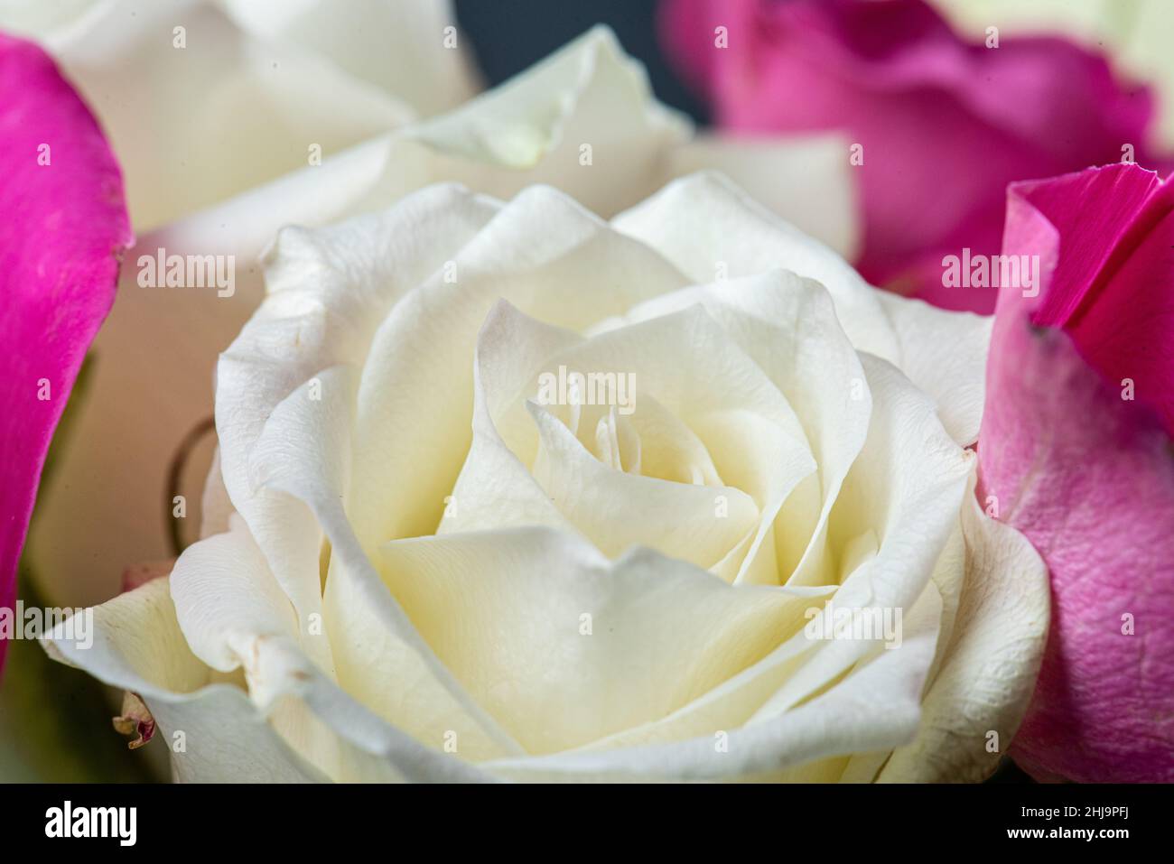 Magenta and white roses hi-res stock photography and images - Alamy