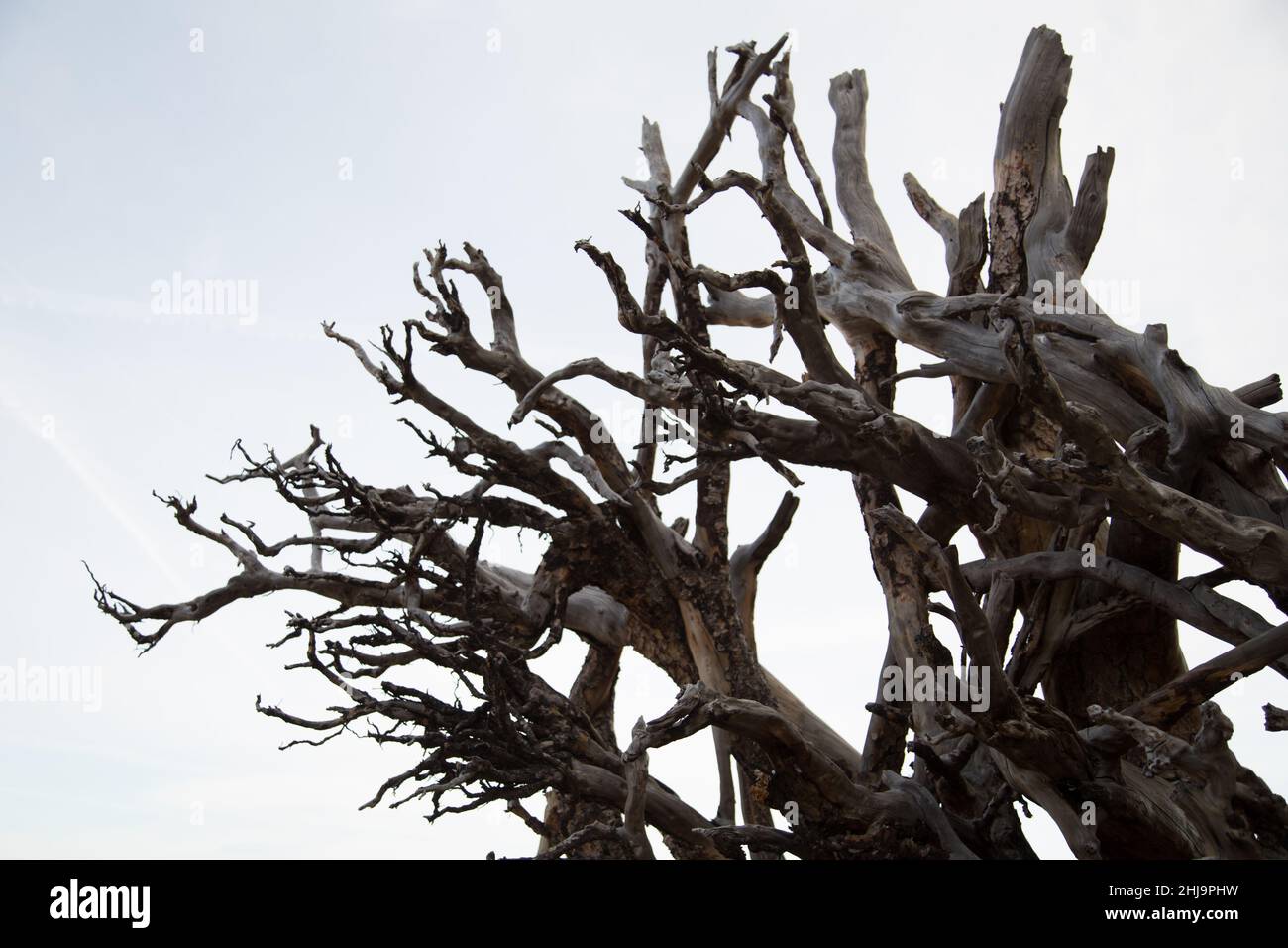 Dead tree texture hi-res stock photography and images - Alamy