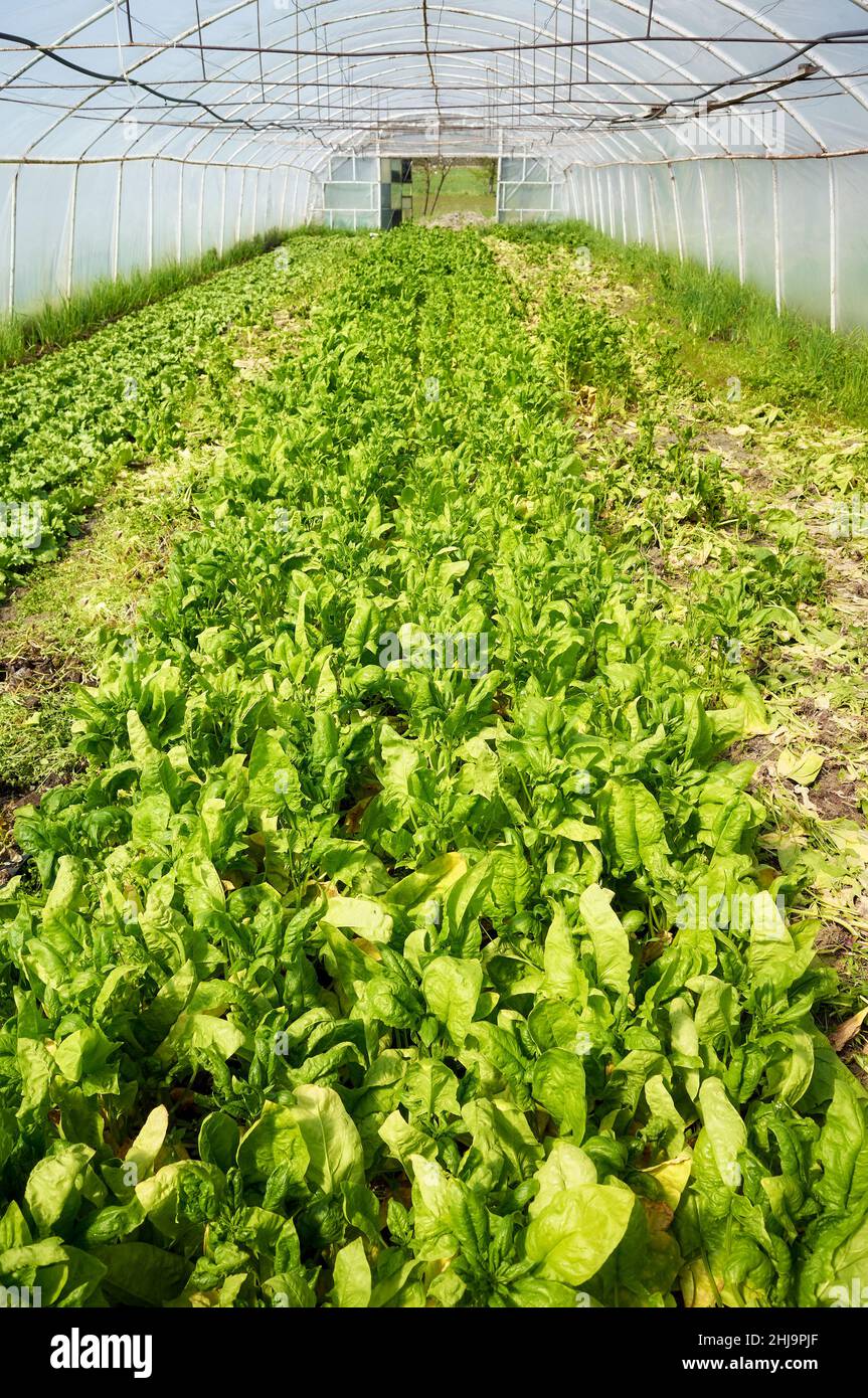 Organic vegetables grown in a polytunnel Stock Photo - Alamy