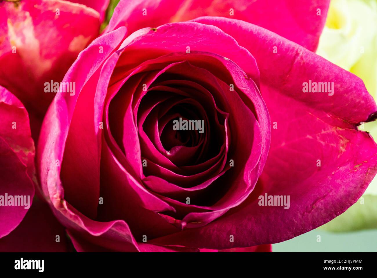 Magenta roses hi-res stock photography and images - Alamy