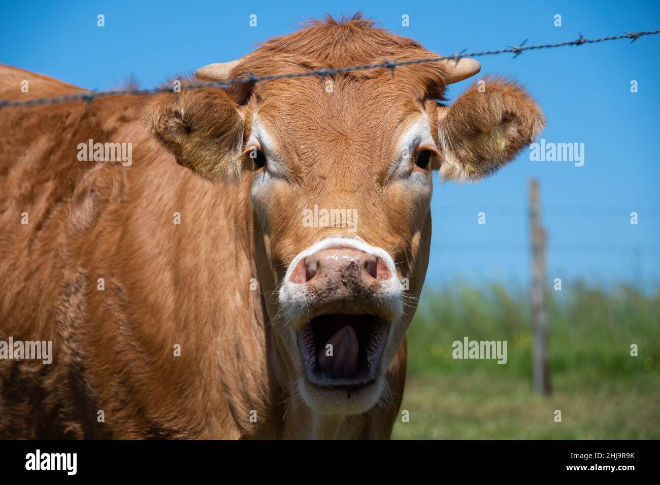 A cow with its mouth open behind a pasture fence Stock Photo - Alamy