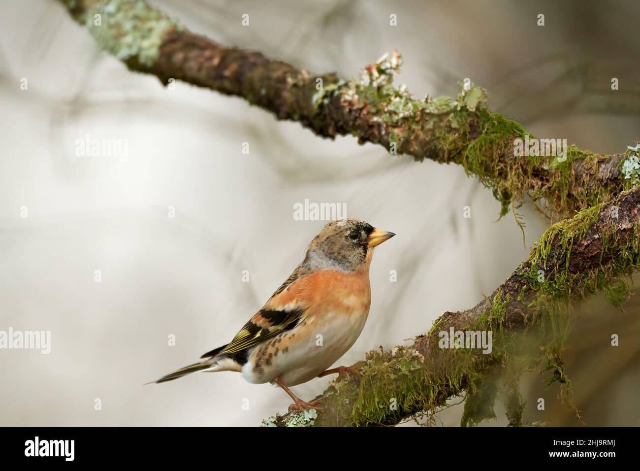 Brambling winter plumage hi-res stock photography and images - Alamy