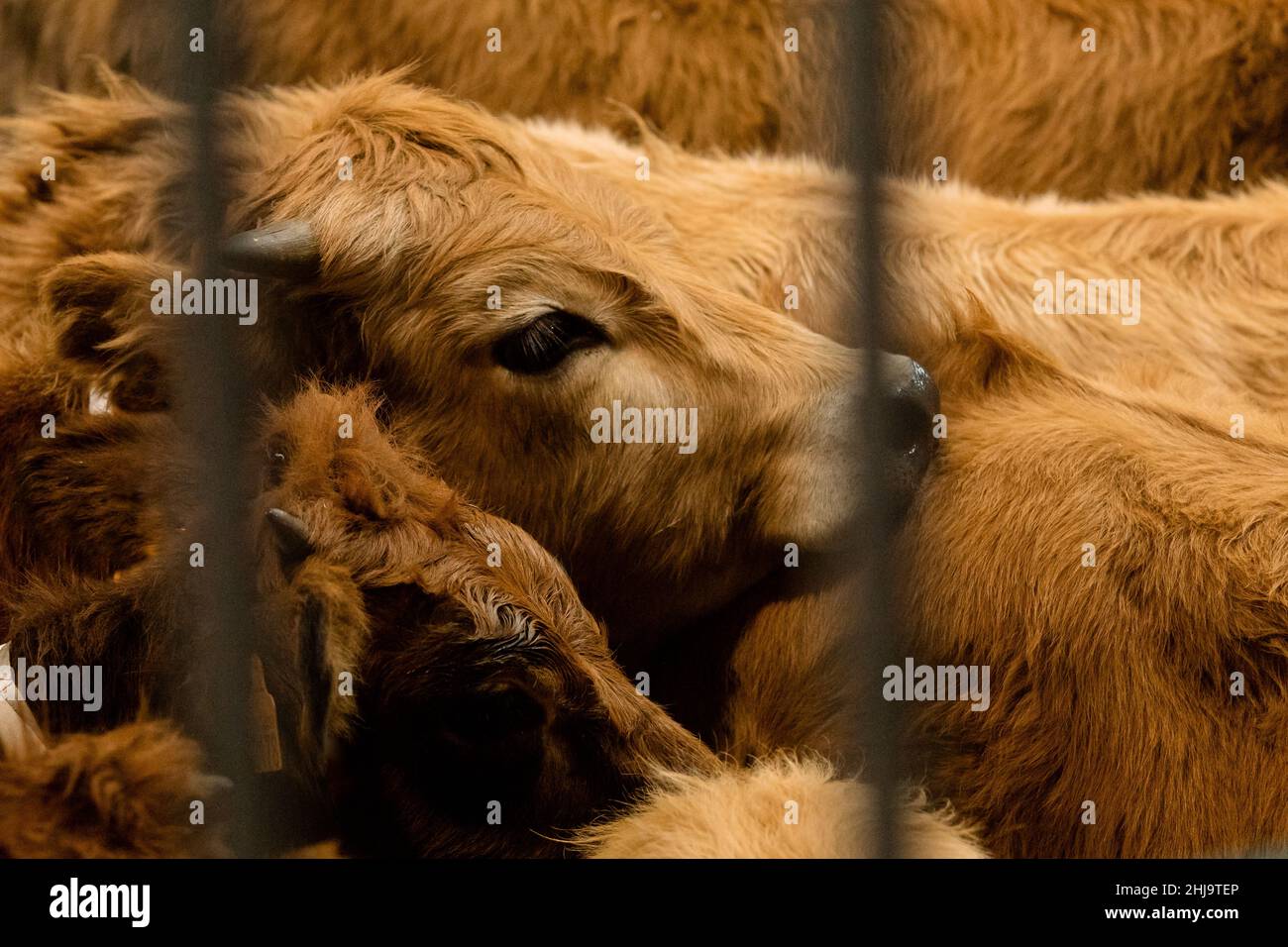 Group of young cows locked in a cage and face portrait Stock Photo - Alamy