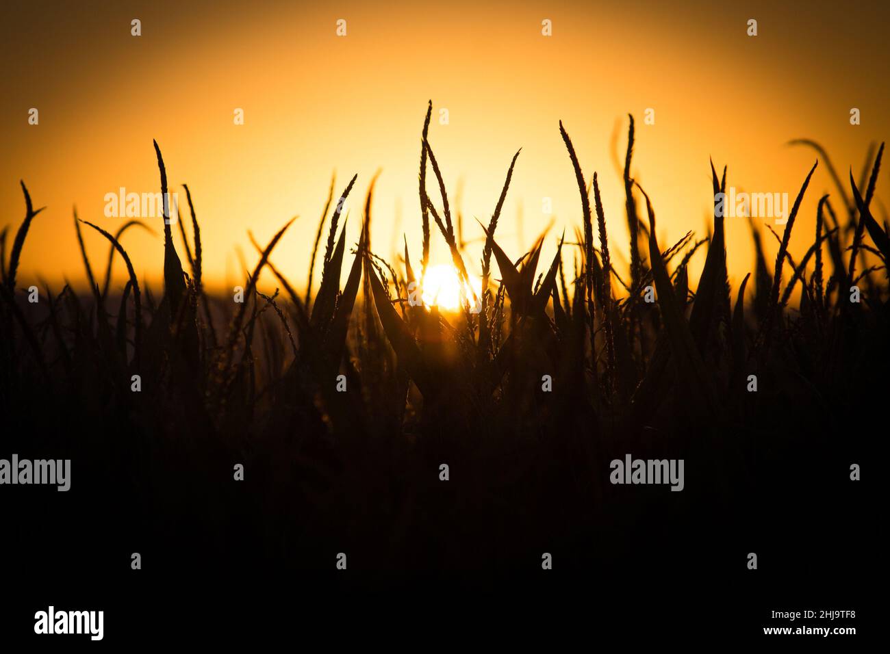 Tall yellow grass hi-res stock photography and images - Alamy