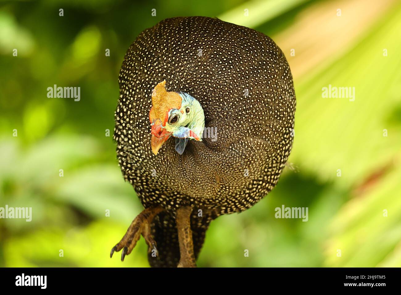 Closeup shot of a beautiful Guinea Fowl in its habitat Stock Photo - Alamy