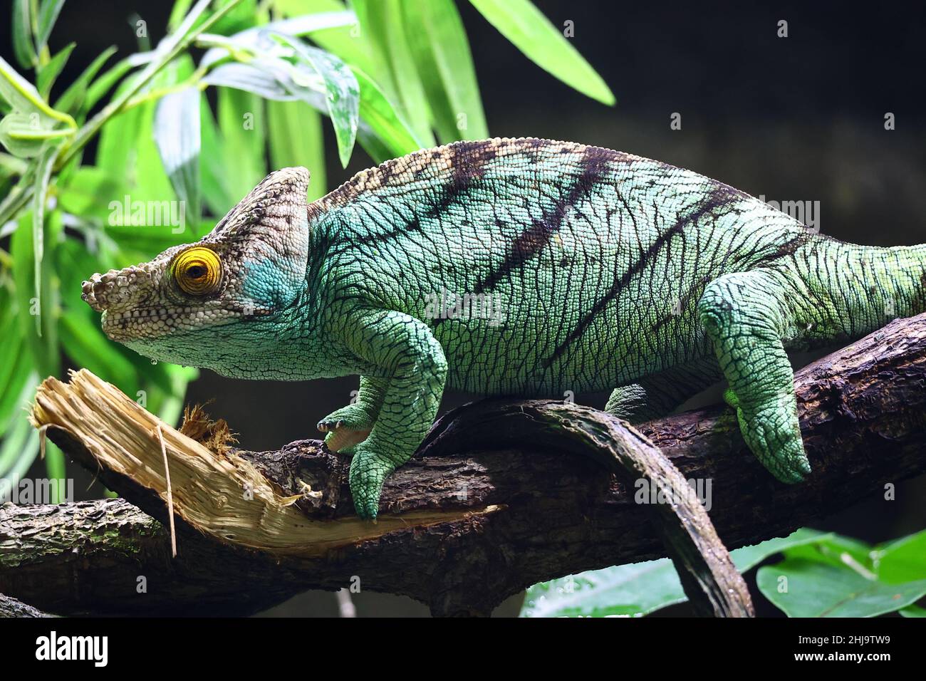 Beautiful shot chameleon in hi-res stock photography and images - Alamy
