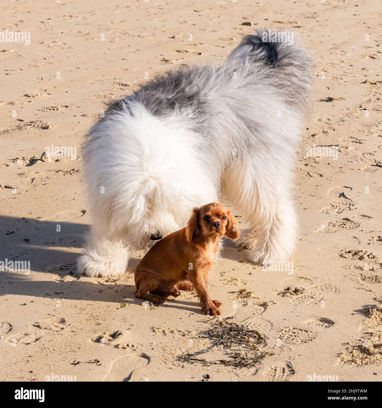 The bobtail puppy hi-res stock photography and images - Alamy
