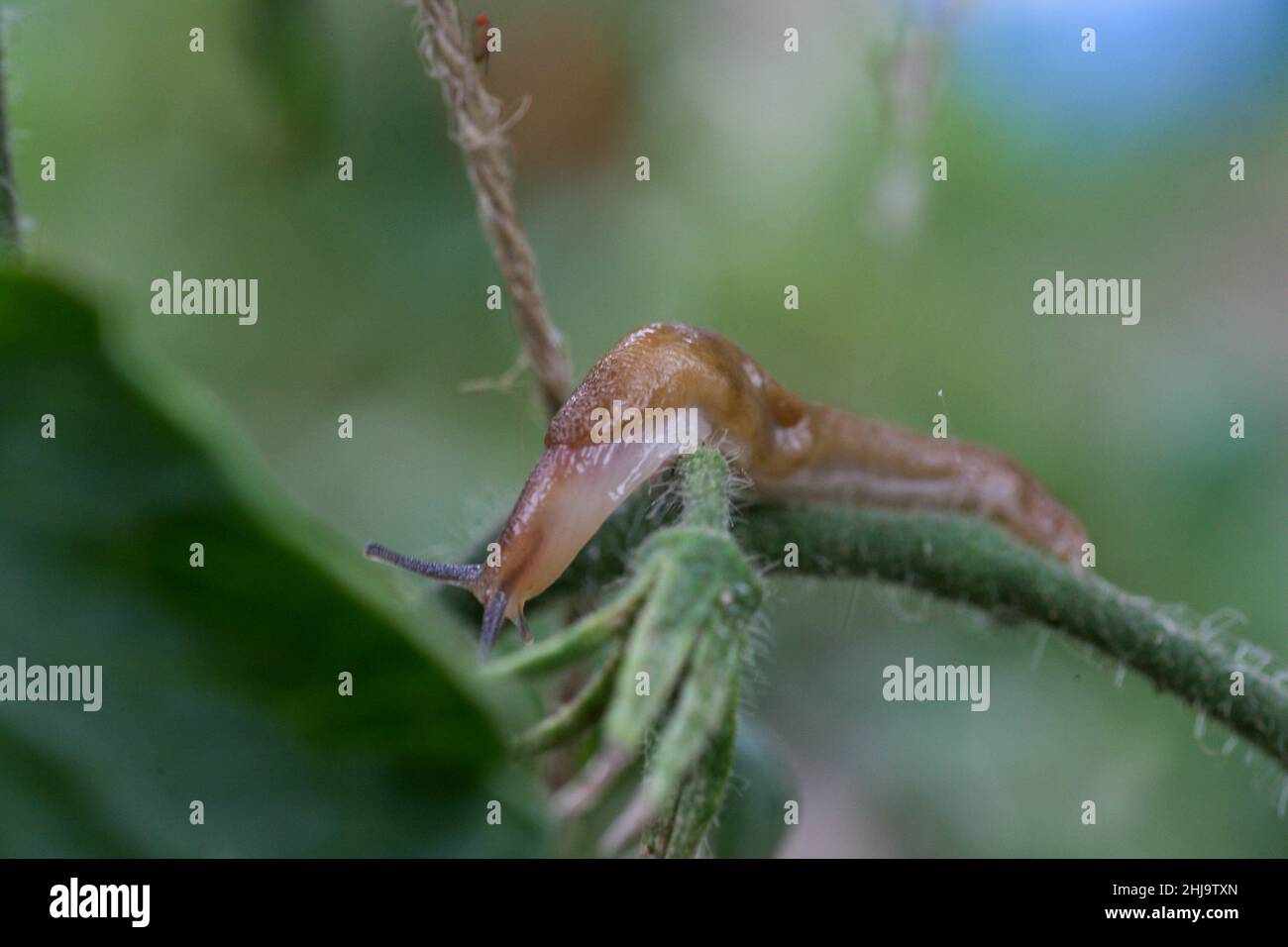 A closeup of a slug tomato pest on a fresh garden . Insects destroy ...