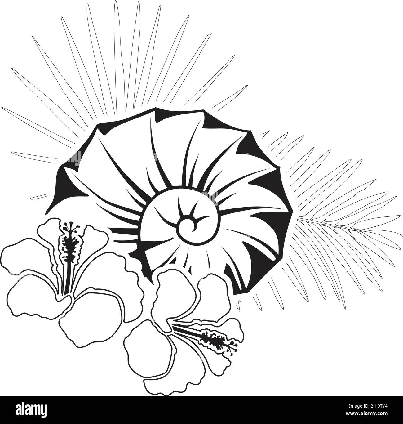 Nautilus drawing Stock Vector Images - Alamy