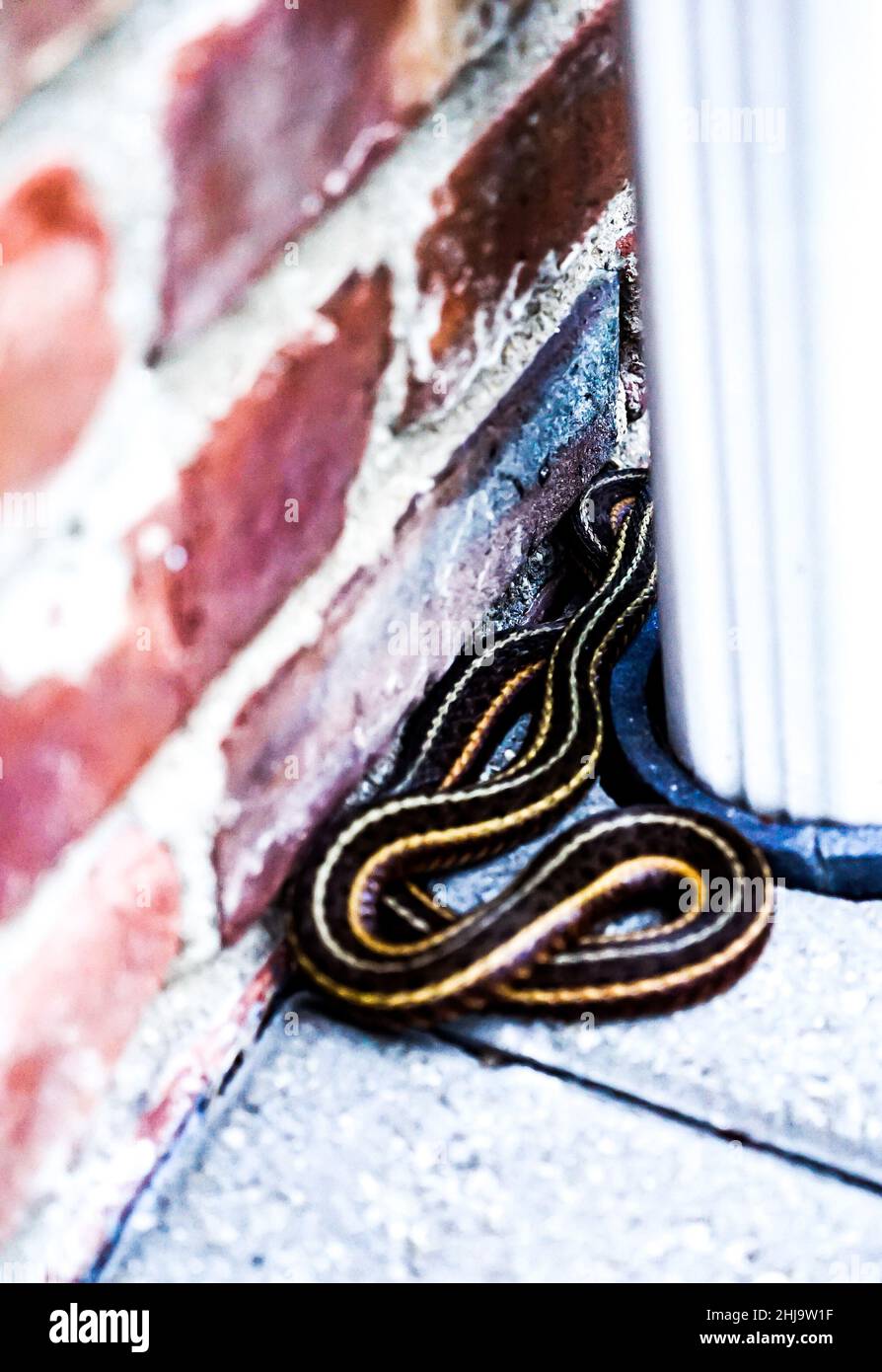 Snake next to a brick wall Stock Photo - Alamy