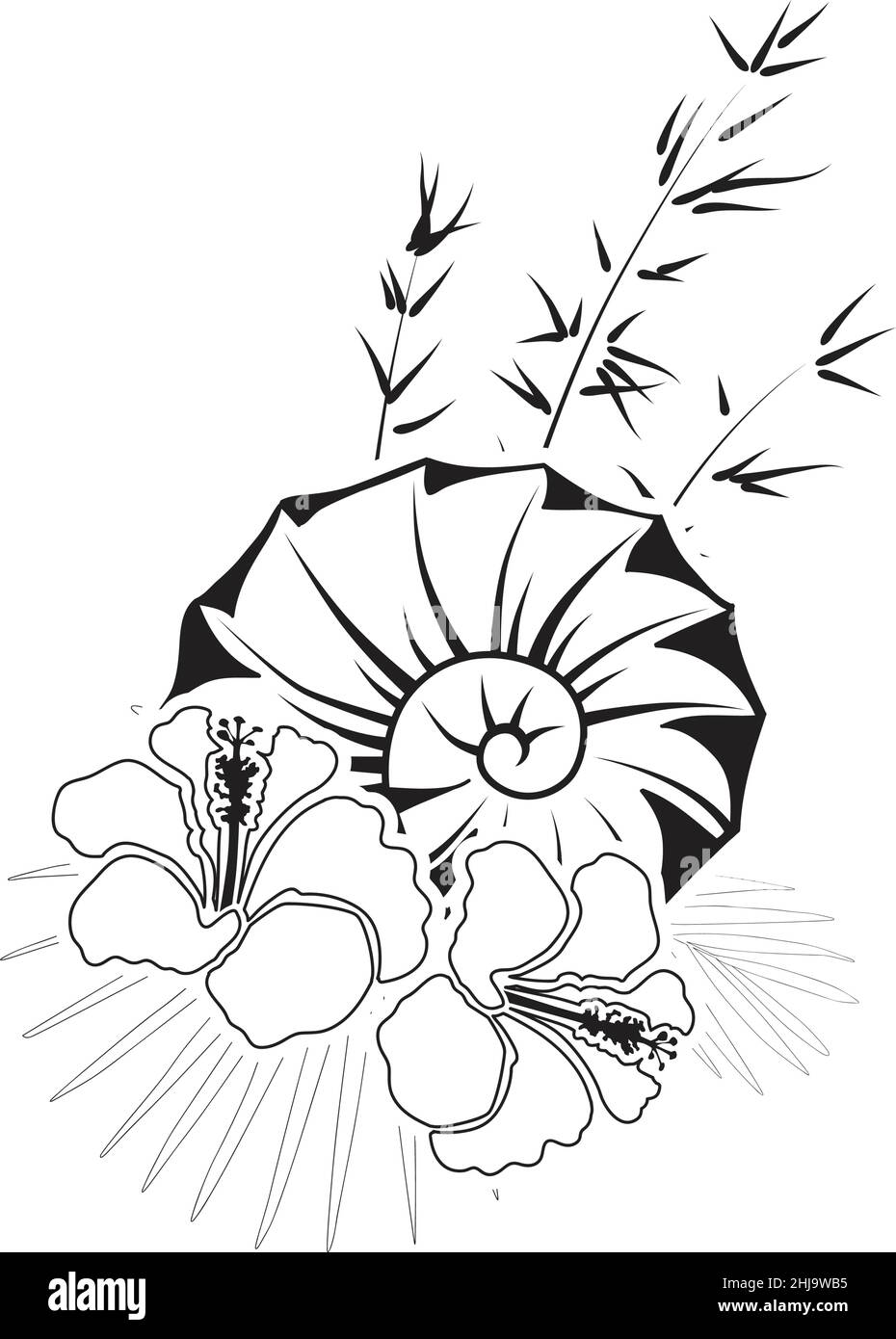 Shell illustration botanical Cut Out Stock Images & Pictures - Alamy