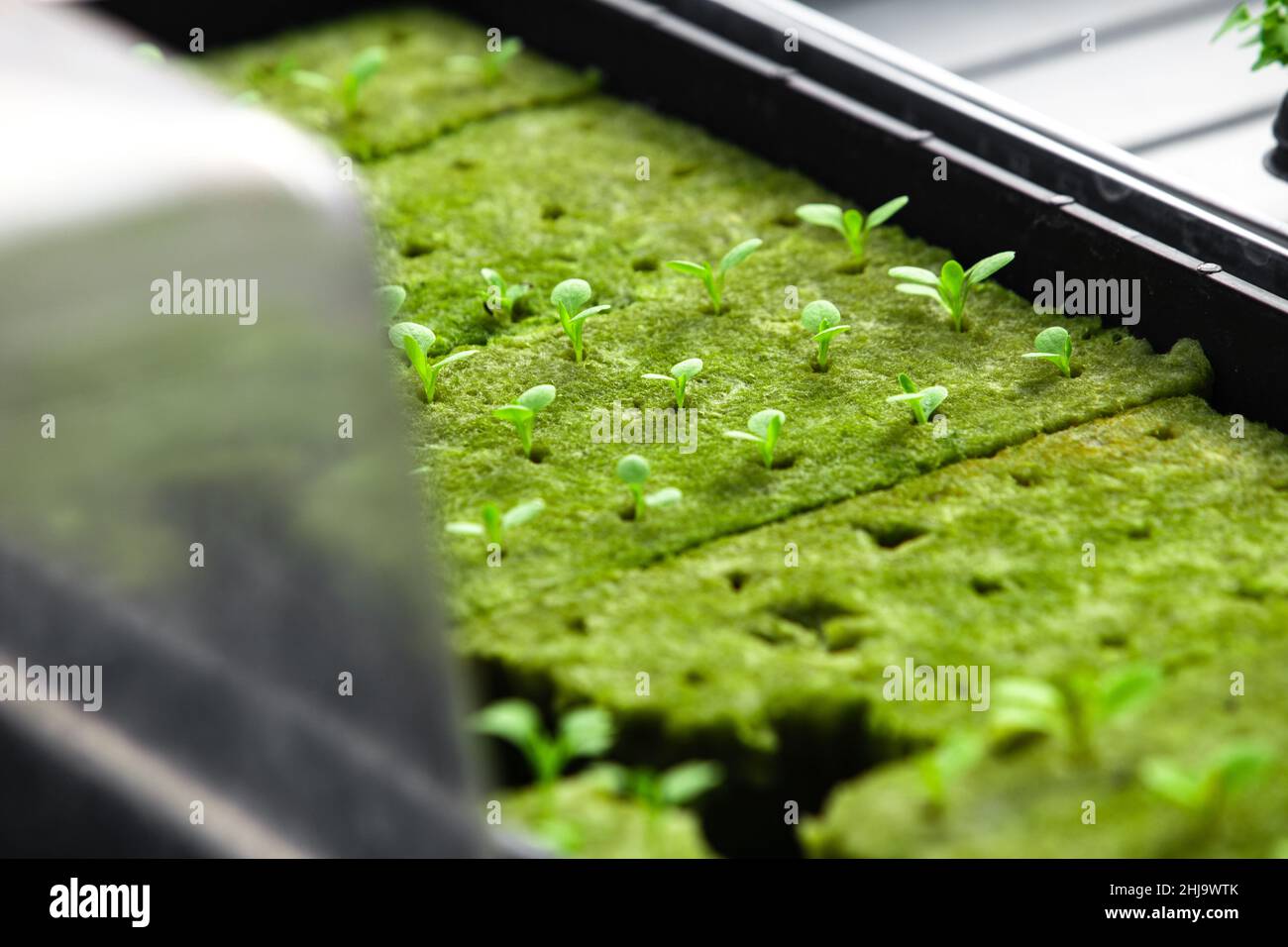 A closeup picture of tiny edible microgreen vegetable sprouts growing ...